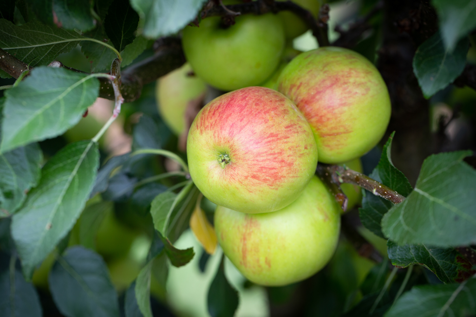 Fortune | Dessert Apple | Fruit Trees | Frank P Matthews