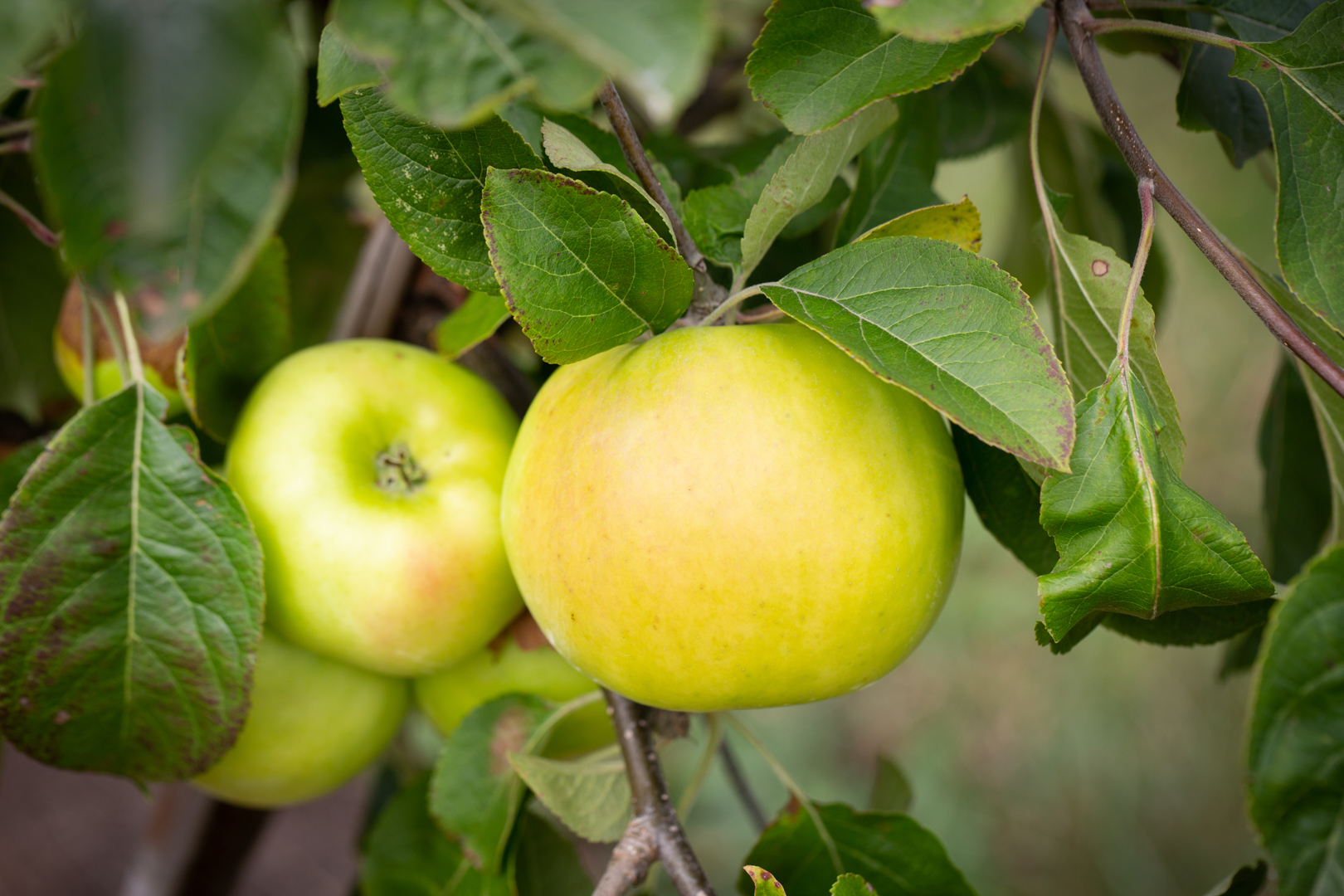 Grenadier | Frank P Matthews