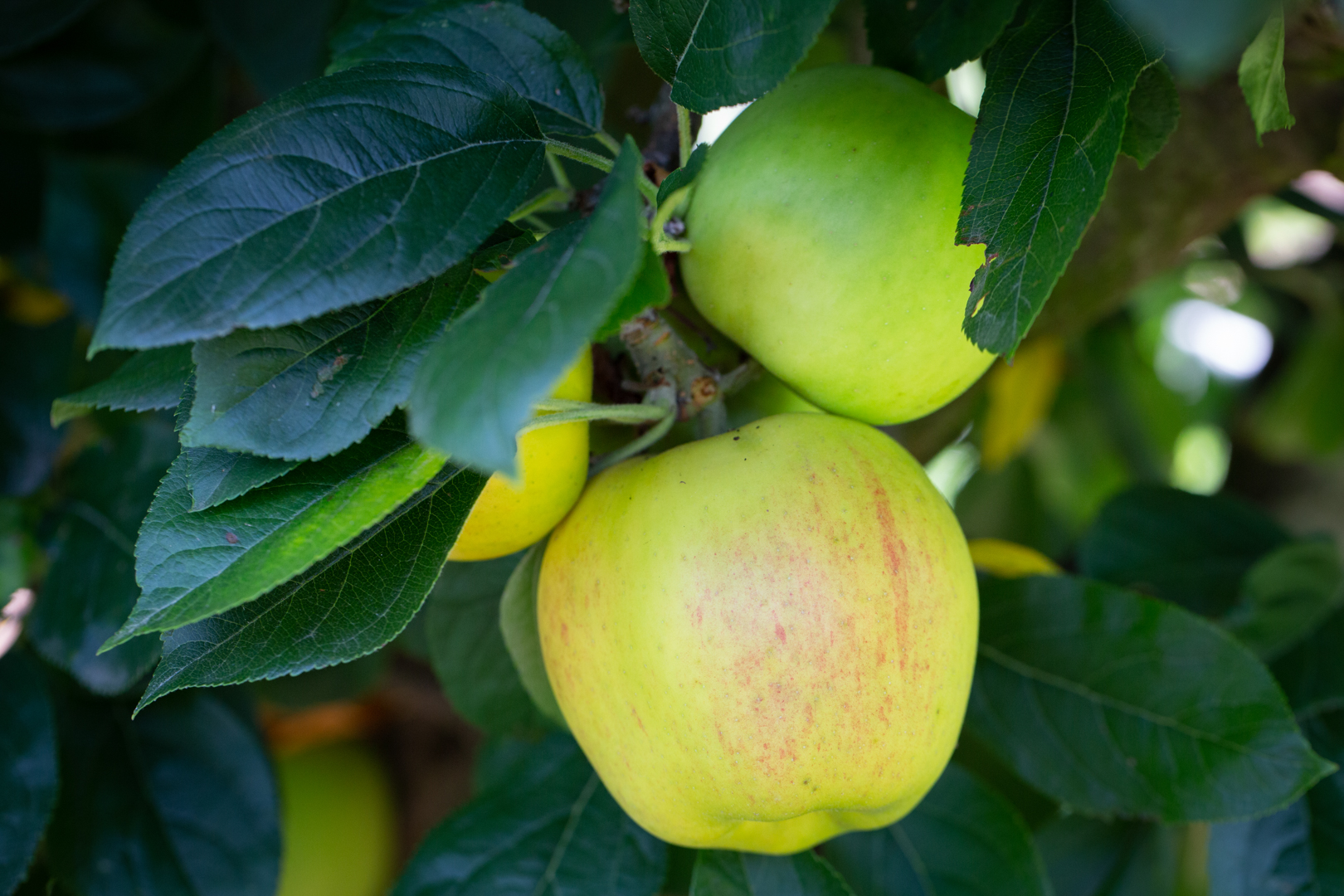 King of the Pippins | Princess Pippin | Fruit Trees | Frank P Matthews