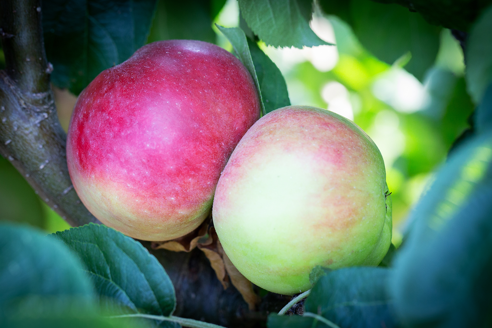 Tom Putt | Frank P Matthews