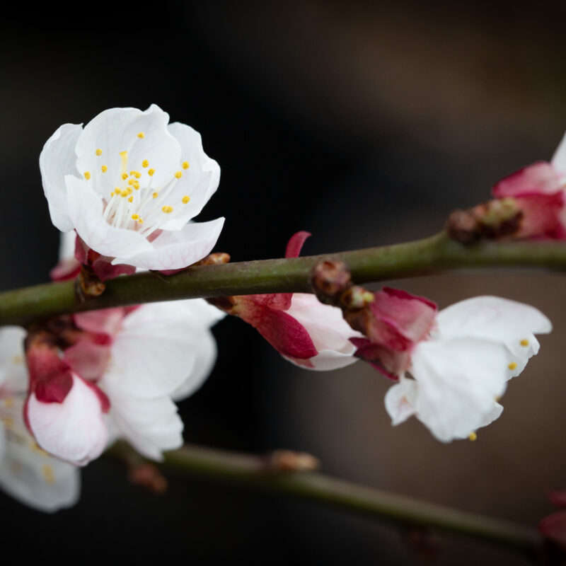 Goldcot® | Frank P Matthews