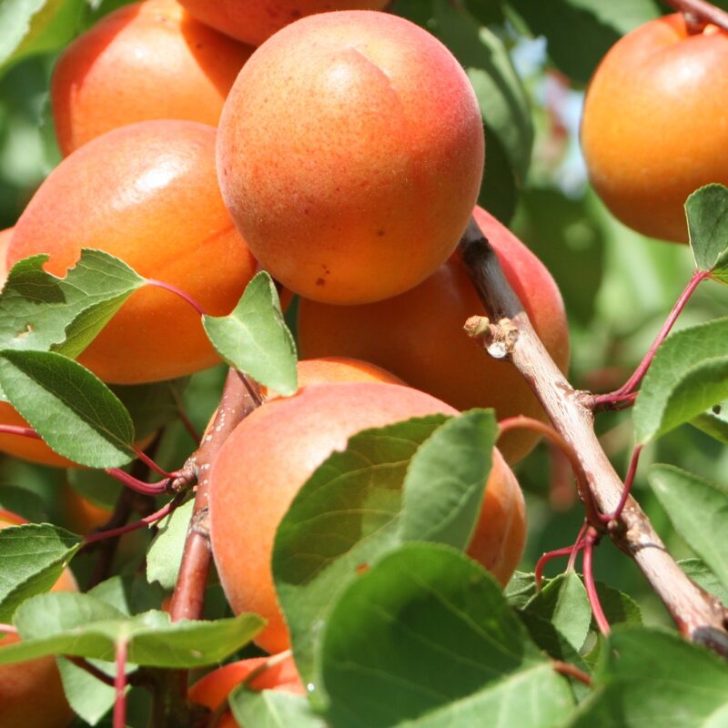 Tomcot® | Frank P Matthews