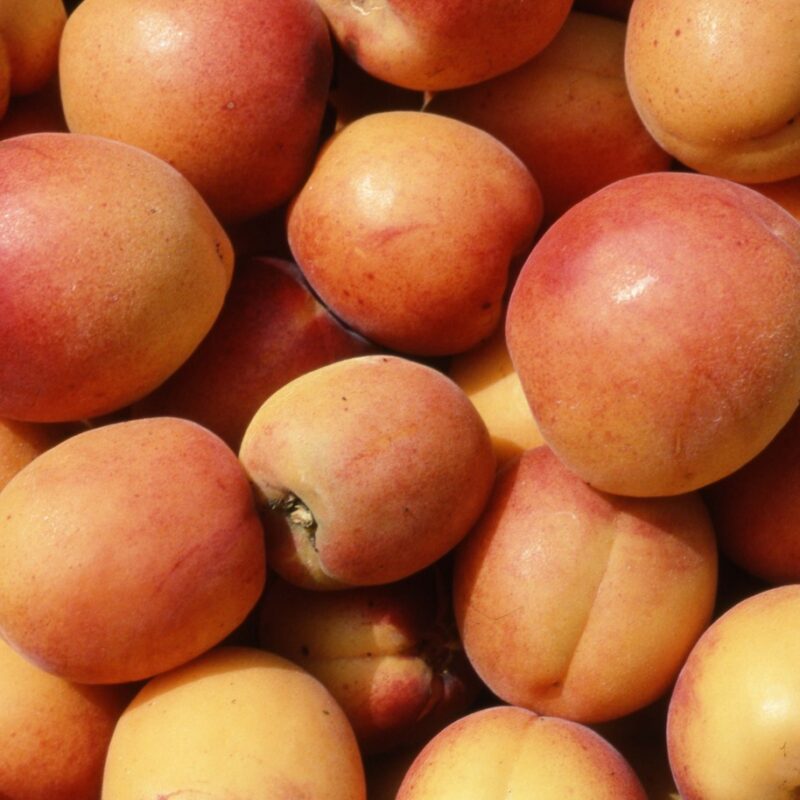 Tomcot® | Frank P Matthews