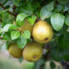 Gorham | Pear Tree | Fruit Trees | Frank P Matthews