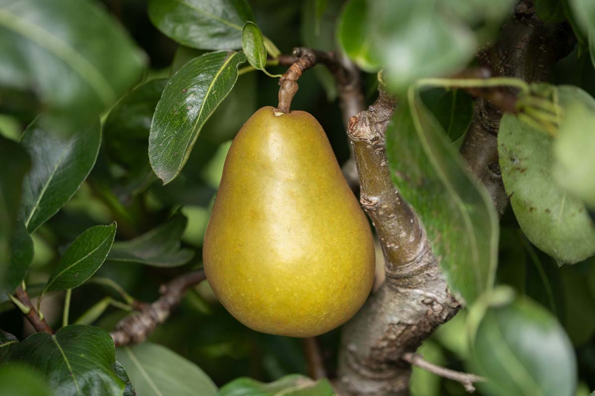 Merton Pride | Pear Tree | Fruit Trees | Frank P Matthews