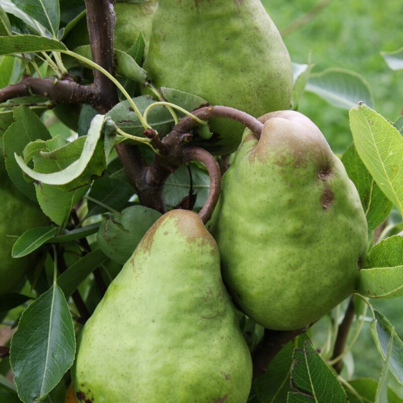 Packham's Triumph | Frank P Matthews