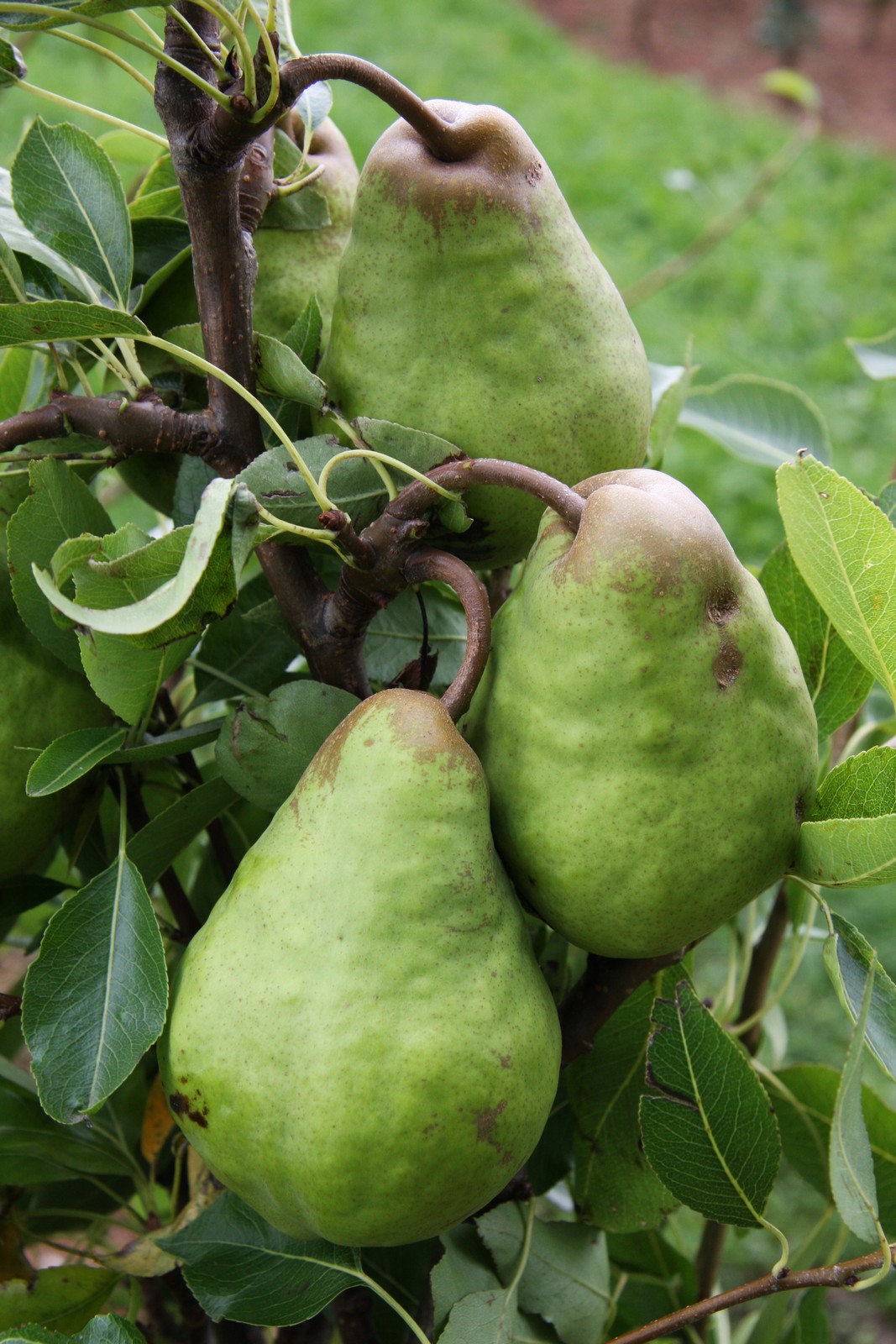 Packham's Triumph | Frank P Matthews