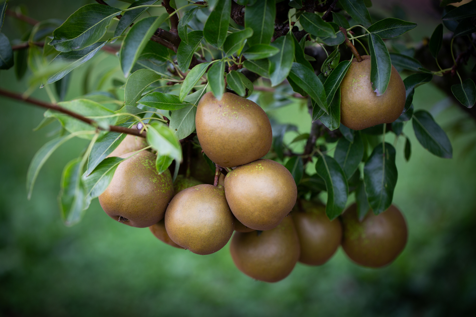 Winter Nelis | Pear Tree | Fruit Trees | Frank P Matthews