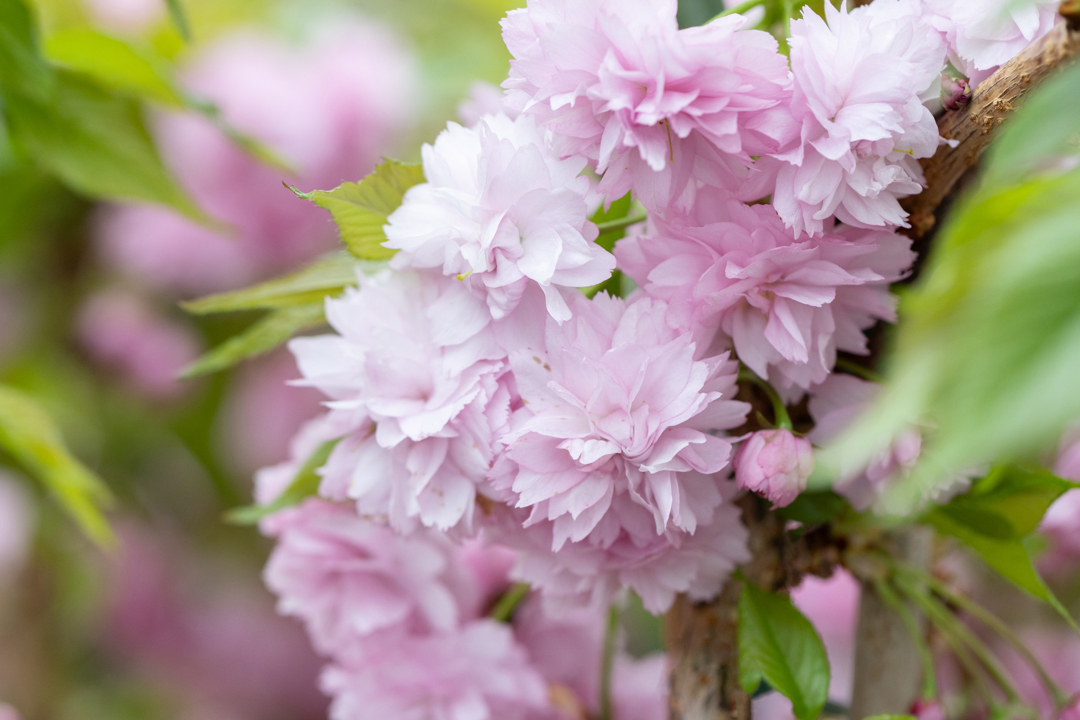 Prunus 'Kiku-shidare-zakura' | Flowering Cherry | Frank P Matthews Trees