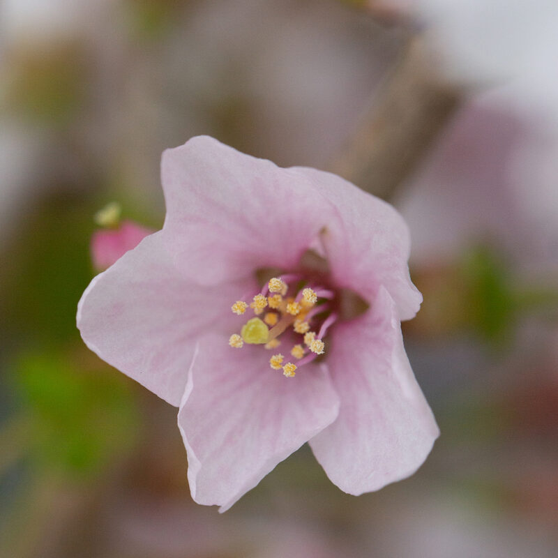 Prunus incisa 'Kojo-no-mai' | Frank P Matthews