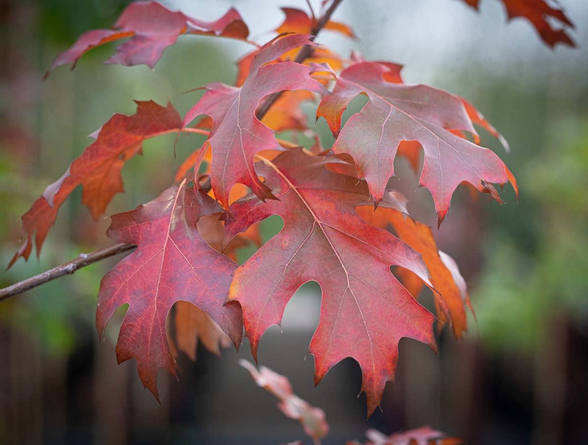 Quercus rubra | Frank P Matthews