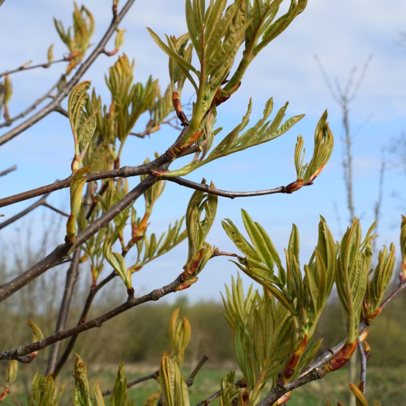 Sorbus 'Leonard Messel' | Frank P Matthews
