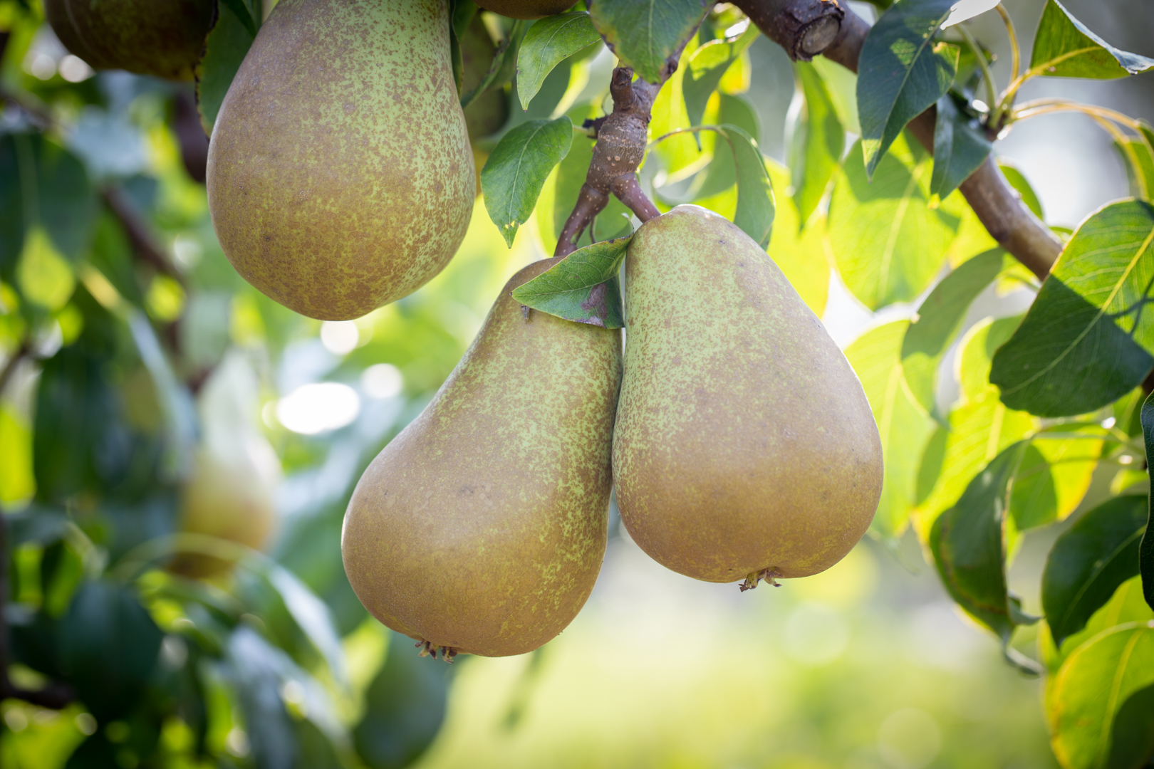 Celebration® NUVAR | Pear Tree | Fruit Trees | Frank P Matthews