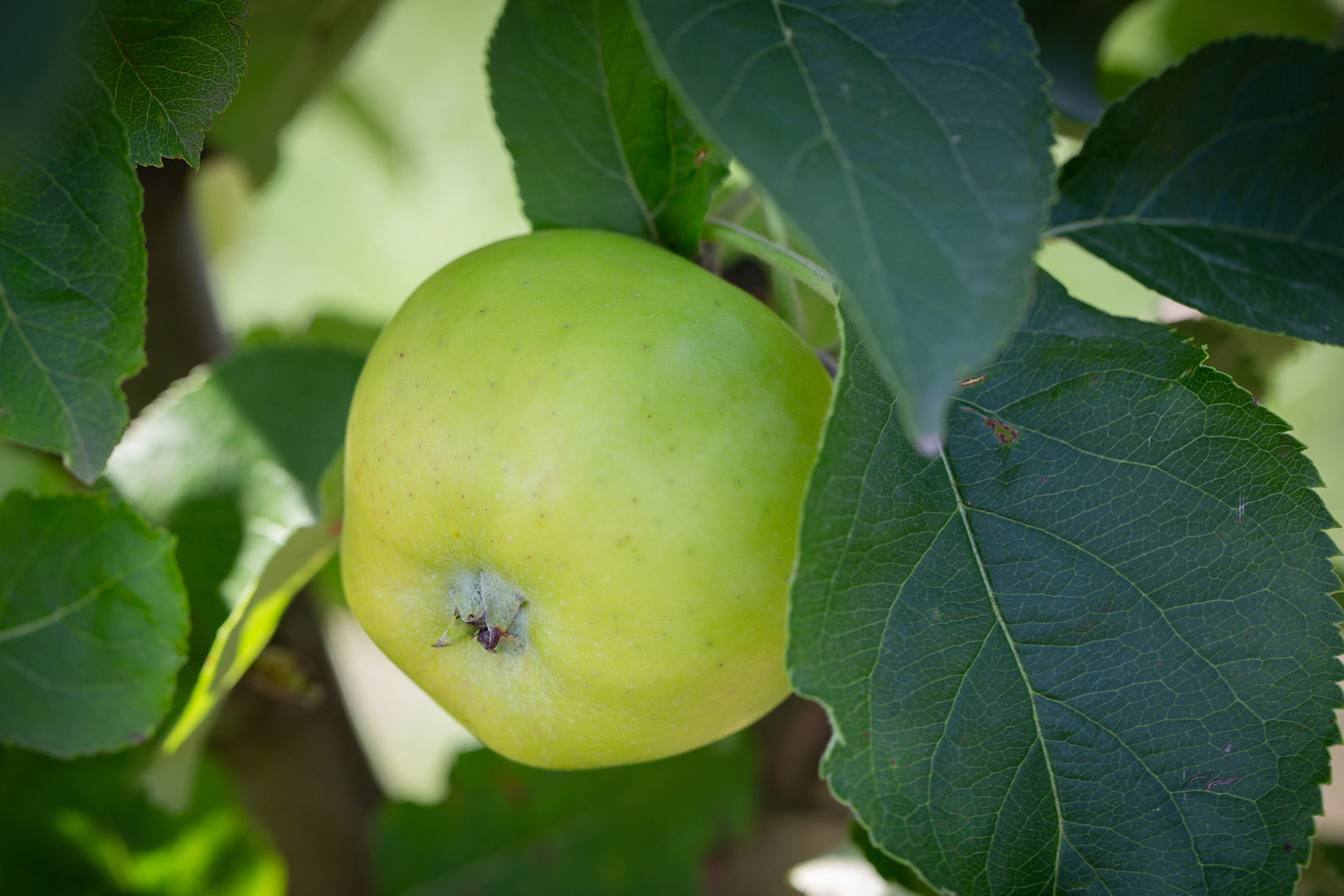 Coul Blush | Dual-Purpose Apple | Fruit Trees | Frank P Matthews
