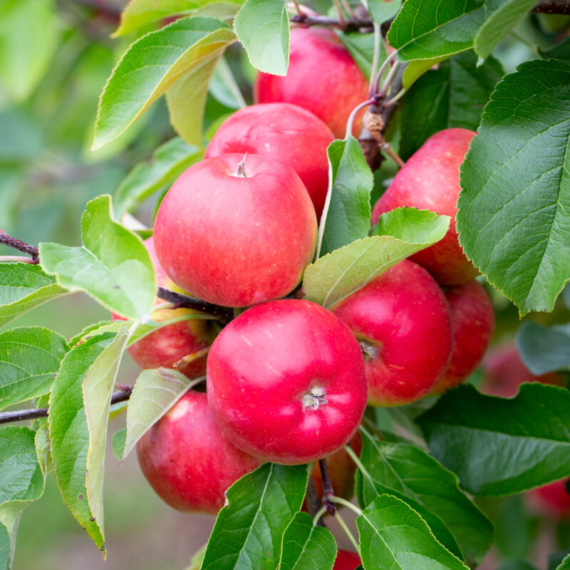 Red Topaz® | Frank P Matthews