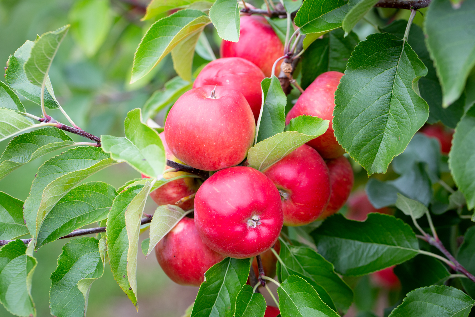 Red Topaz® | Frank P Matthews