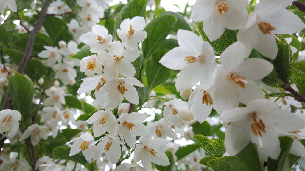 Styrax japonicus 'June Snow' | Frank P Matthews