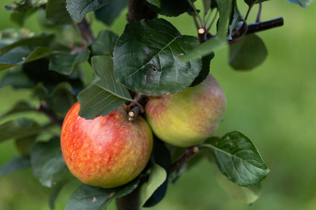 Vicky | Cider Apples | Fruit Trees | Frank P Matthews