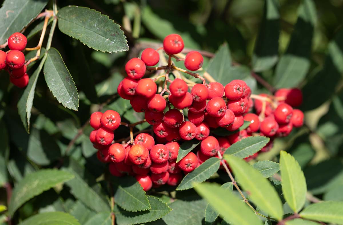 Sorbus aucuparia 'Cardinal Royal' | Rowan Tree | Ornamental Trees ...