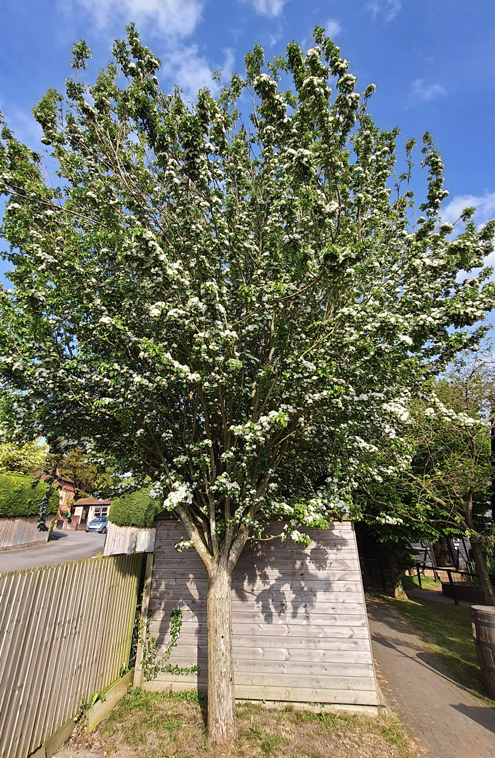 Crataegus Monogyna Tree