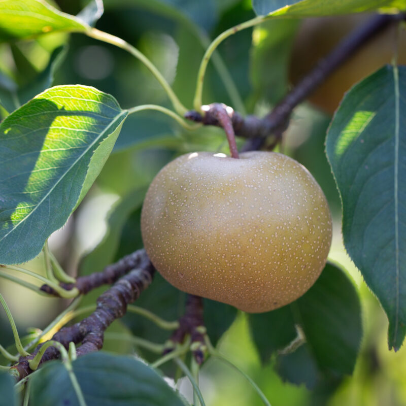 Olympic | Frank P Matthews