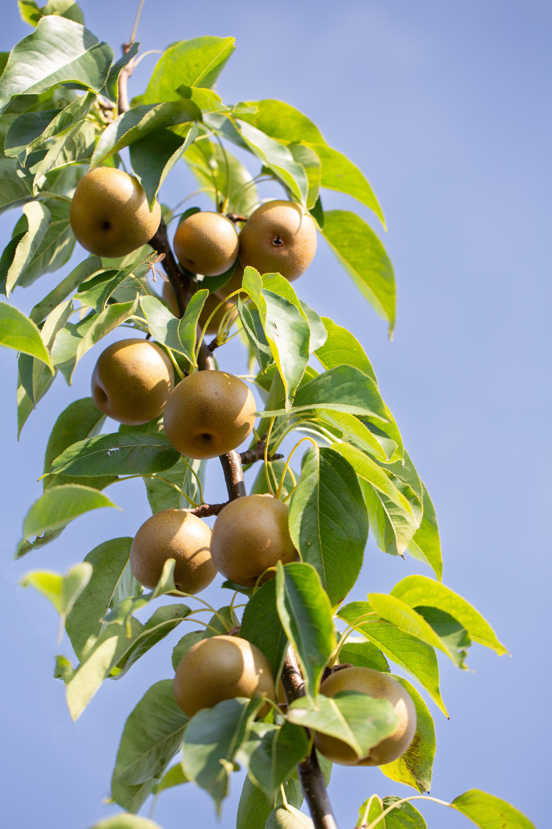 Olympic | Frank P Matthews