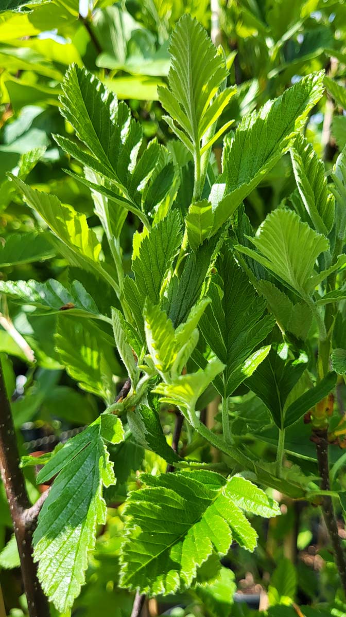 Sorbus arranensis | Arran Whitebeam | Ornamental Trees | Frank P Matthews