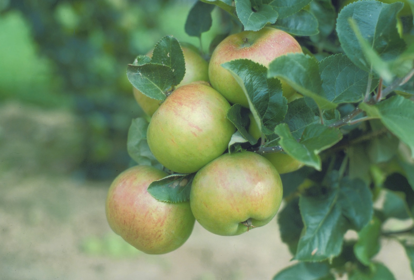 Annie Elizabeth | Cooking Apple | Fruit Trees | Frank P Matthews