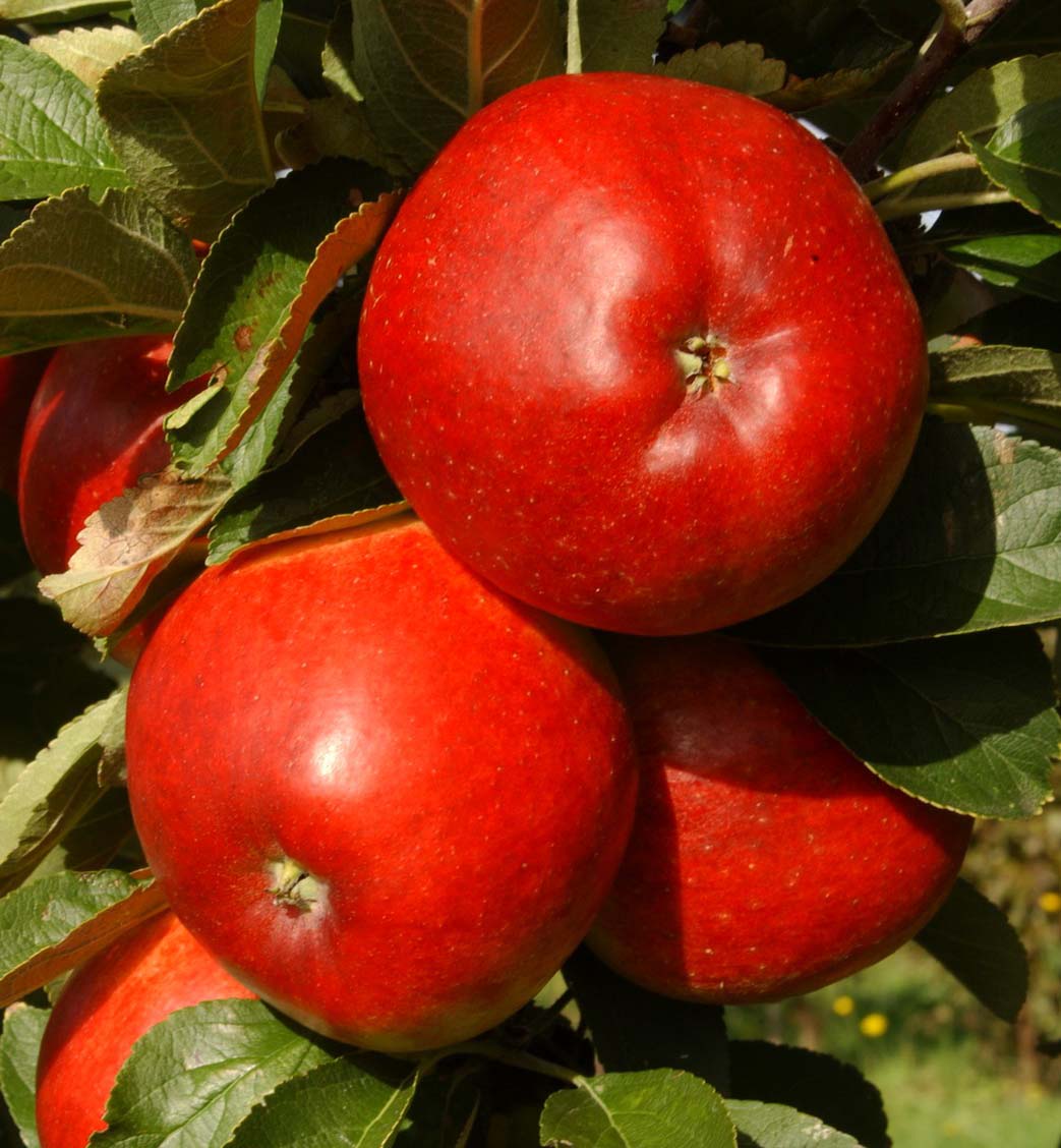 Ballerina Samba® | Apple Tree | Fruit Trees | Frank P Matthews