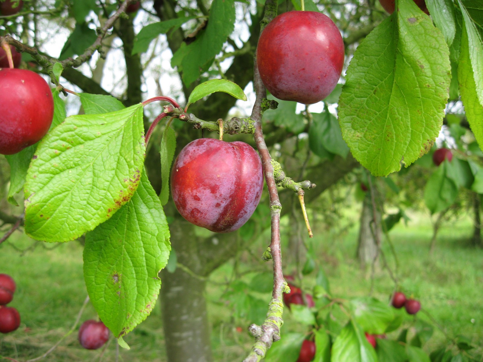 Excalibur | Dessert Plum | Fruit Trees | Frank P Matthews