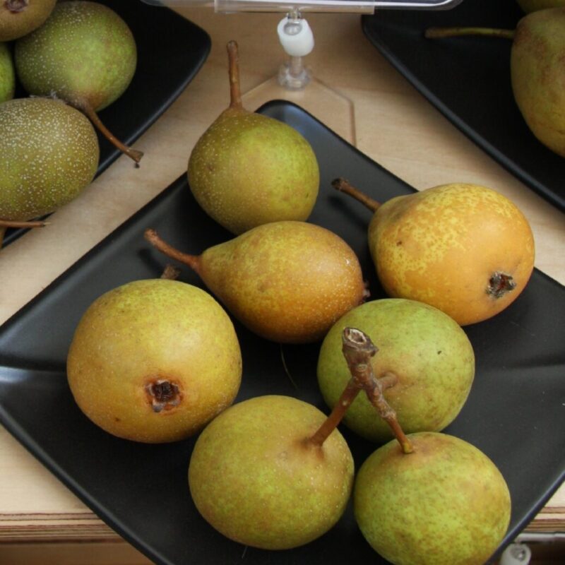 Hendre Huffcap | Frank P Matthews