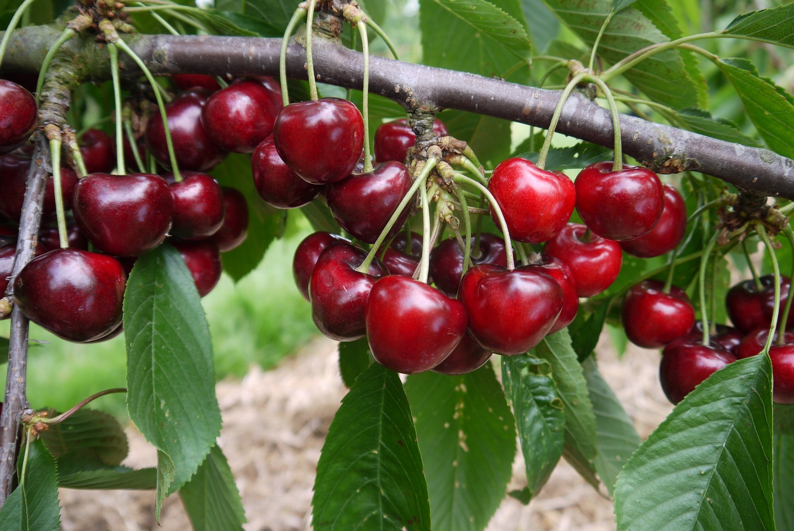 Lapins 'Cherokee'™ | Cherry Tree | Fruit Trees | Frank P Matthews
