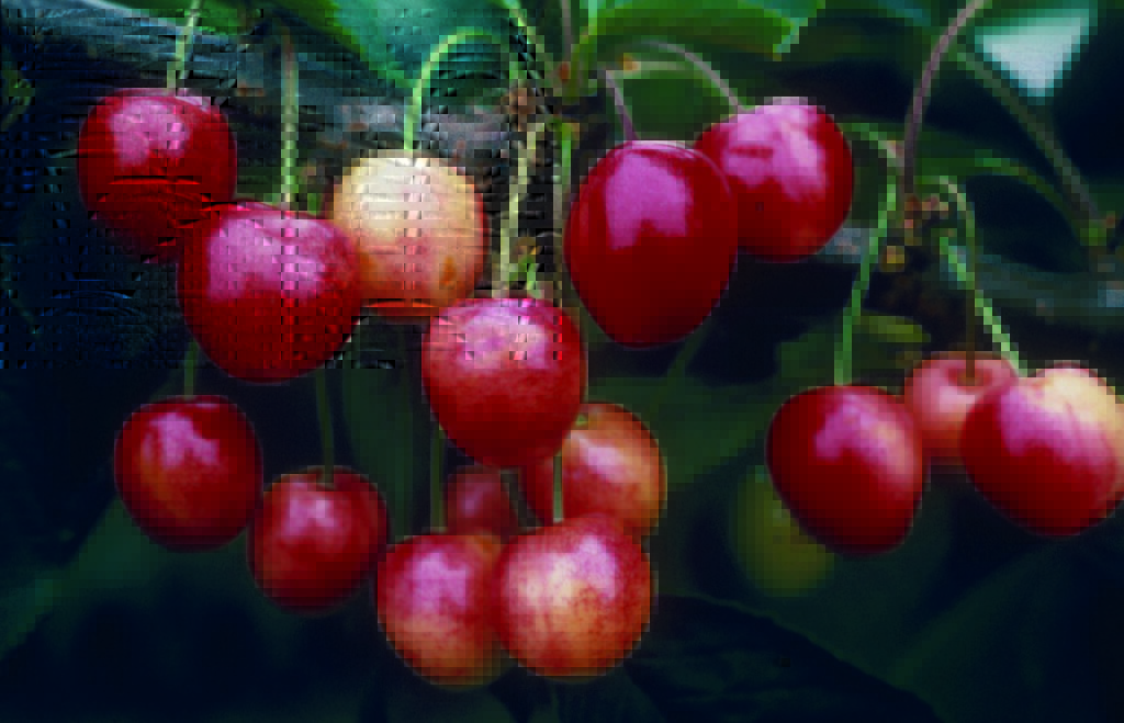 Napoleon Bigarreau | Frank P Matthews