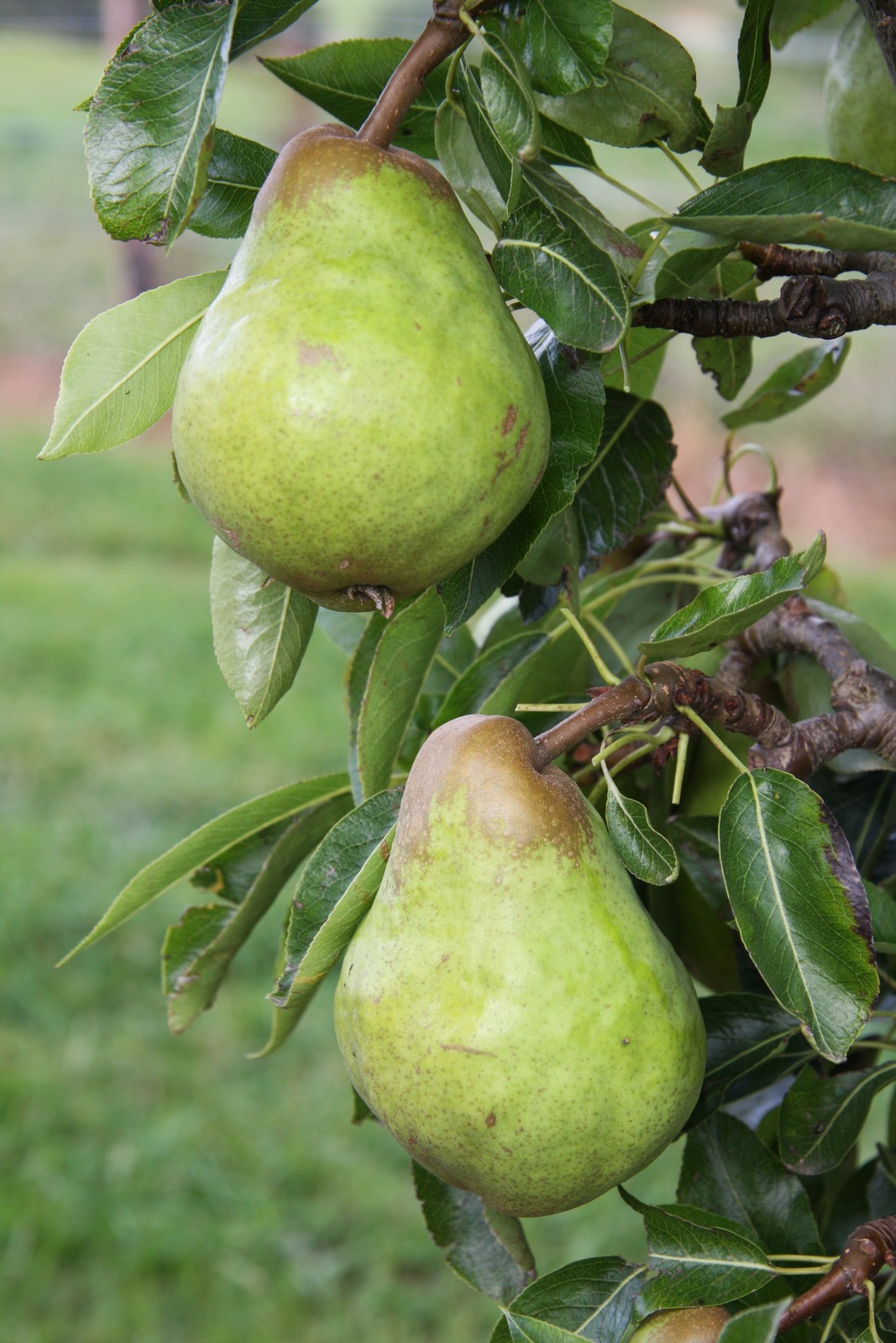 Packham's Triumph | Pear Tree | Fruit Trees | Frank P Matthews