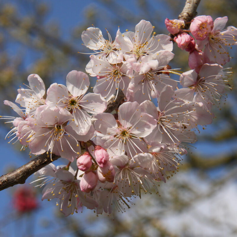 Prunus avium | Frank P Matthews