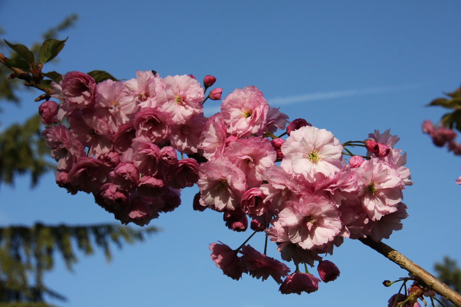 Prunus 'Candy Floss' | Frank P Matthews