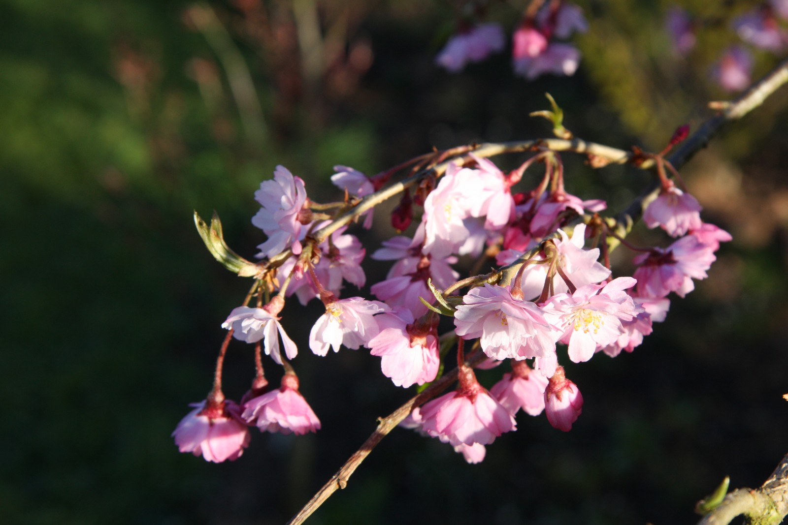 Prunus pendula 'Pendula Rubra' | Frank P Matthews