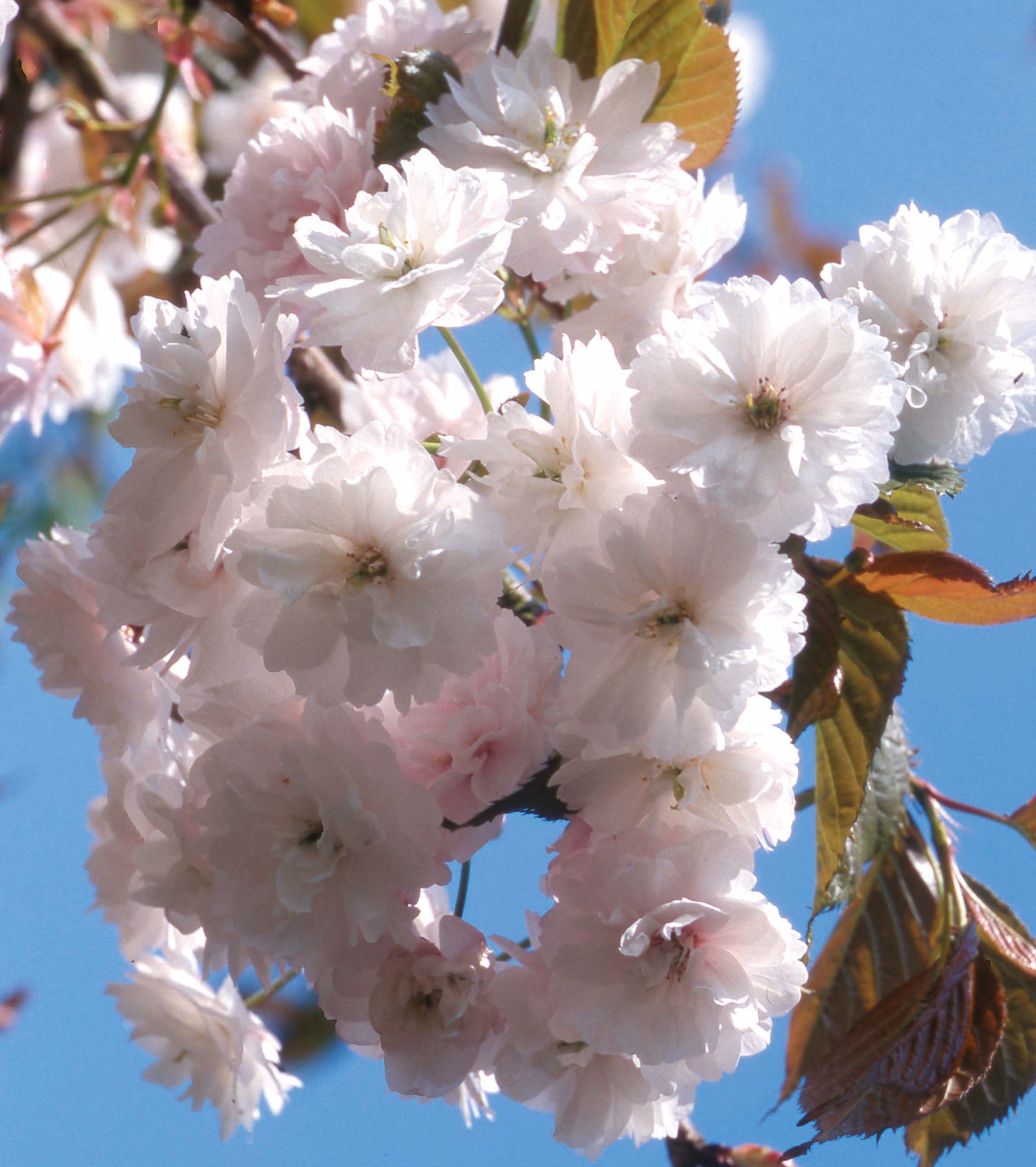 Prunus 'Spring Snow' | Frank P Matthews