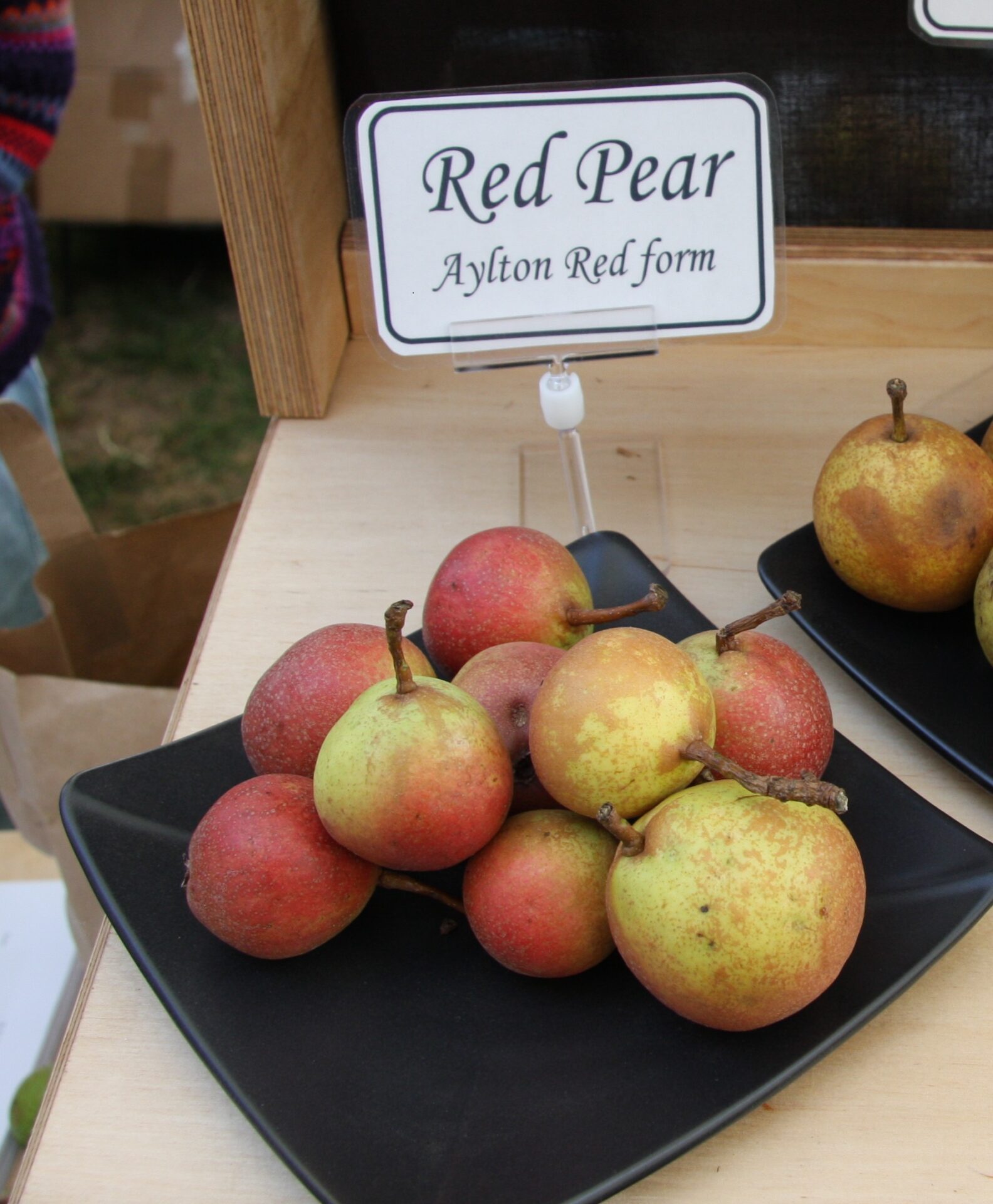 Red Pear | Frank P Matthews