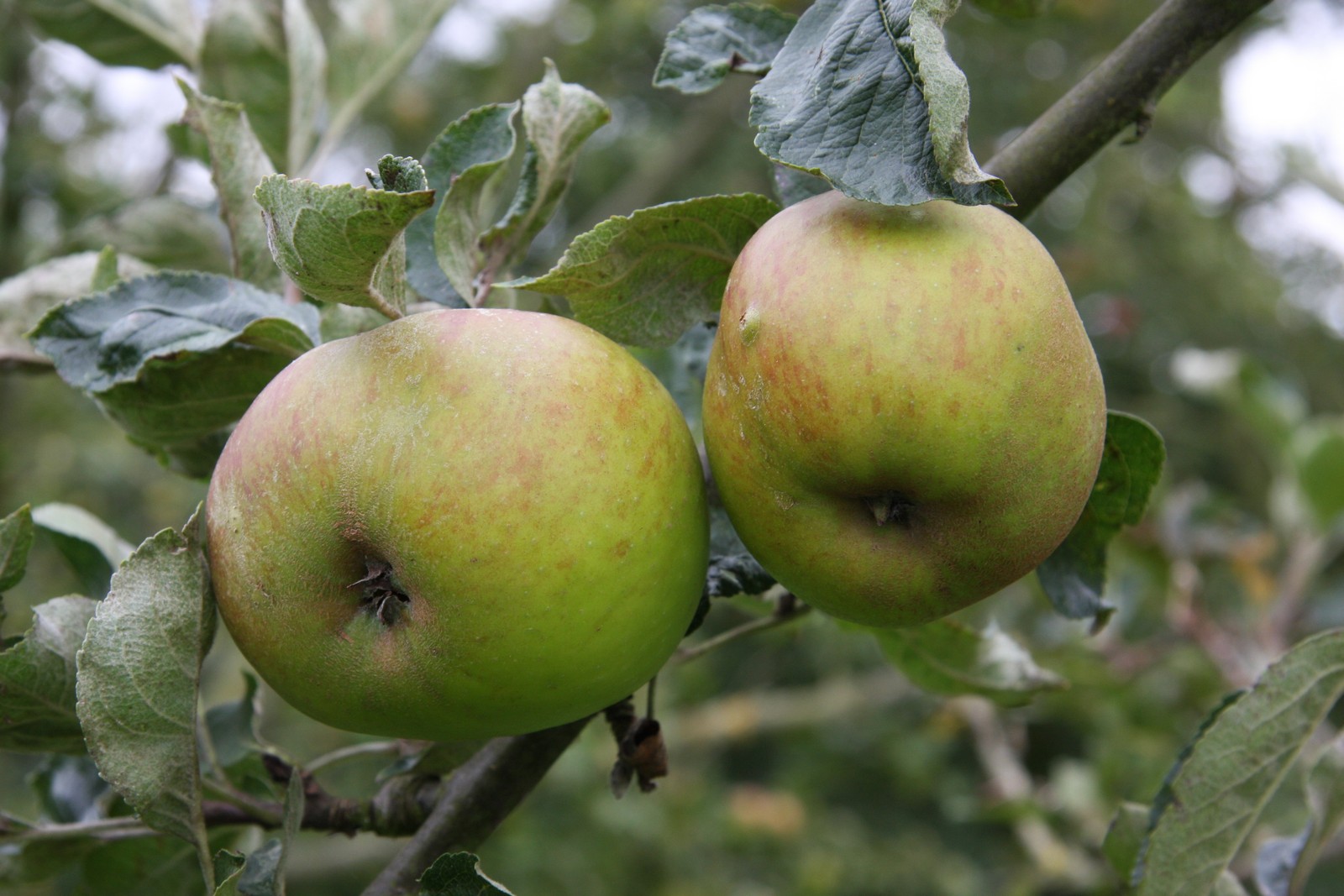 Ribston Pippin | Dessert Apple | Fruit Trees | Frank P Matthews