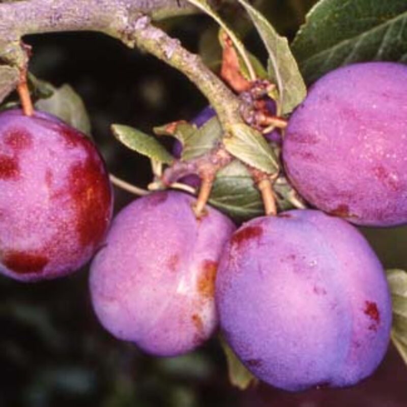 Seneca | Frank P Matthews