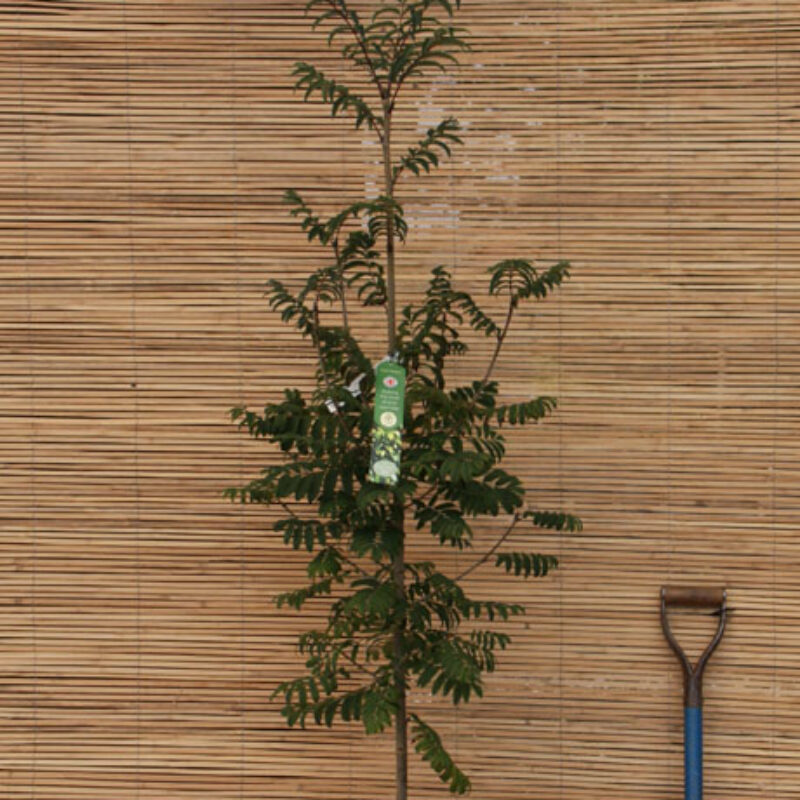 Sorbus aucuparia 'Fingerprint'® | Frank P Matthews