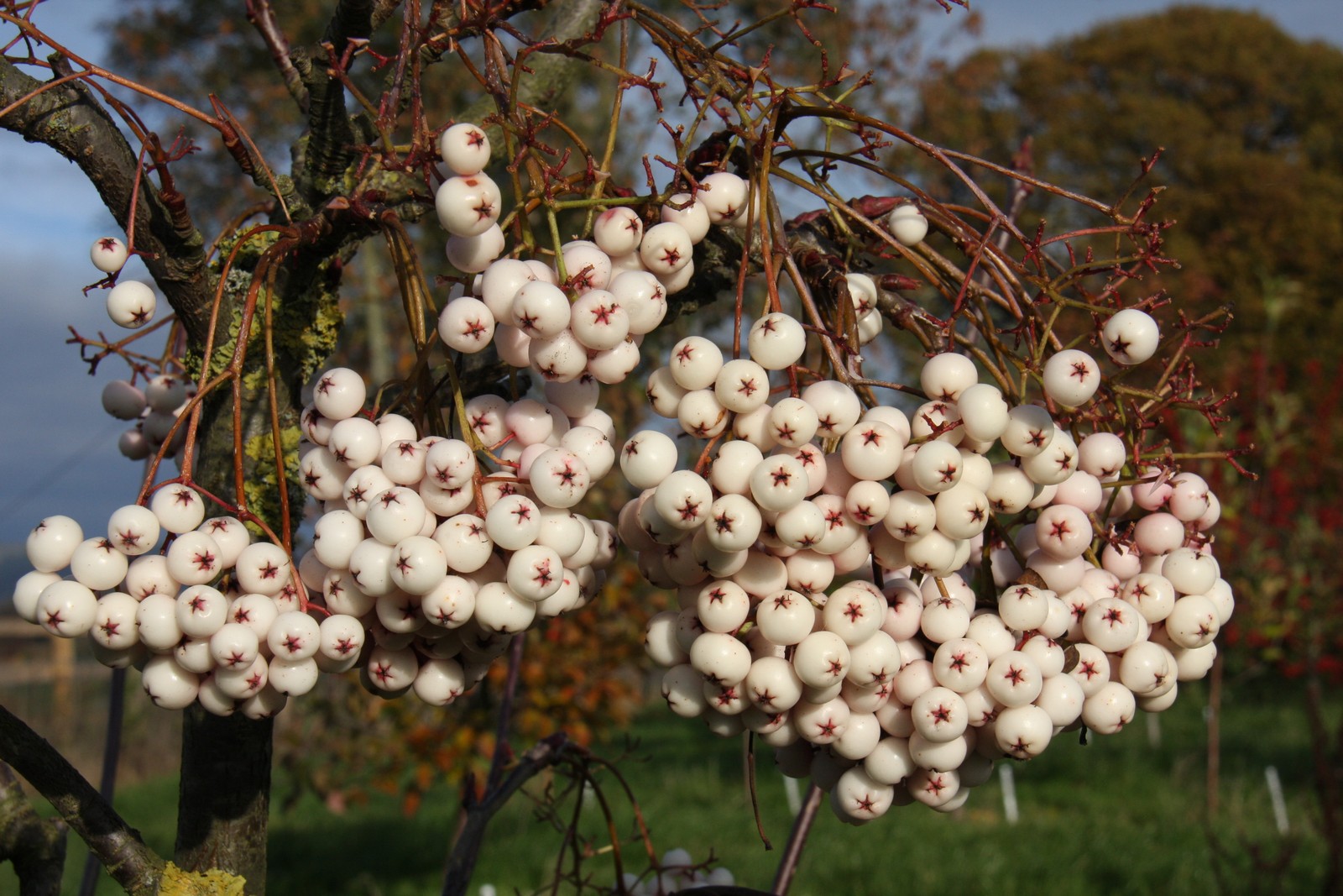 Sorbus cashmiriana | Rowan Tree | Ornamental Trees | Frank P Matthews