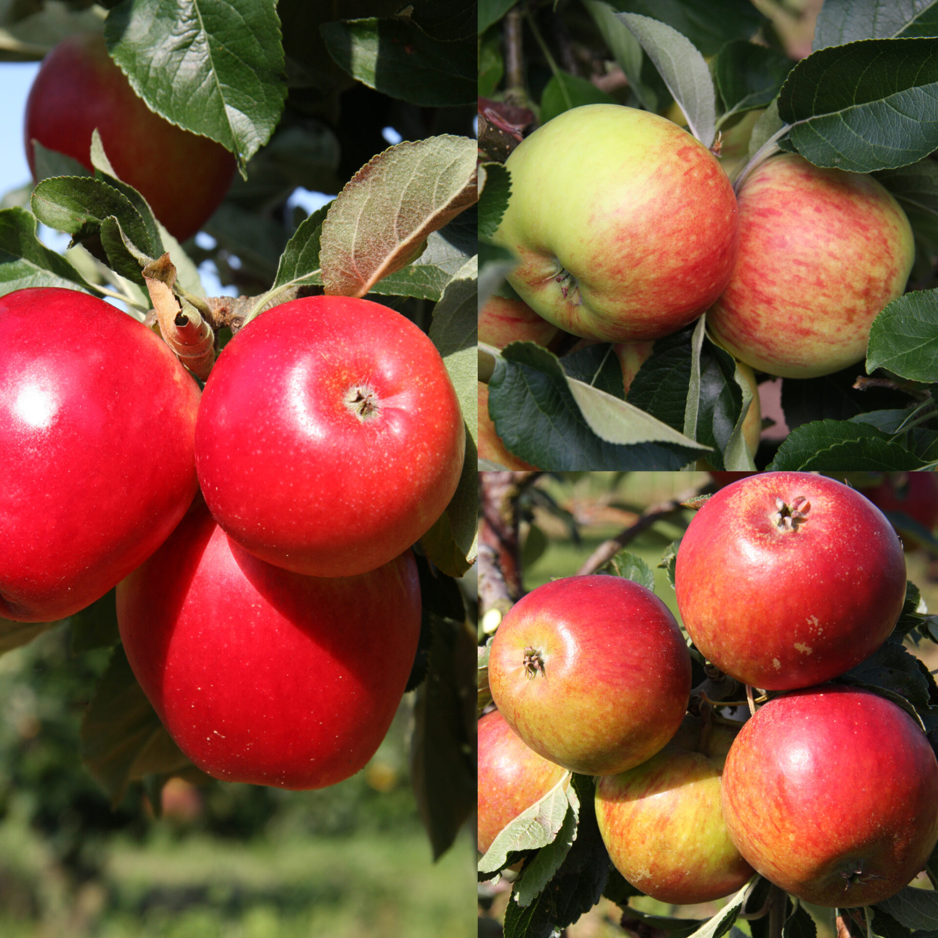 Apple Family | Frank P Matthews