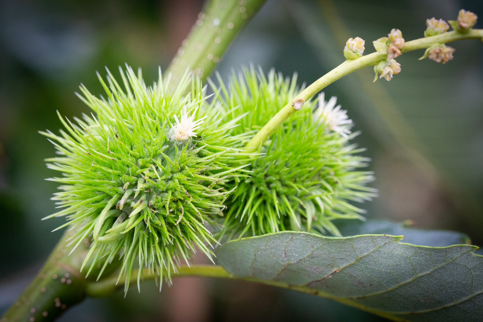 Marron de Lyon | Chestnut | Nut Trees | Frank P Matthews