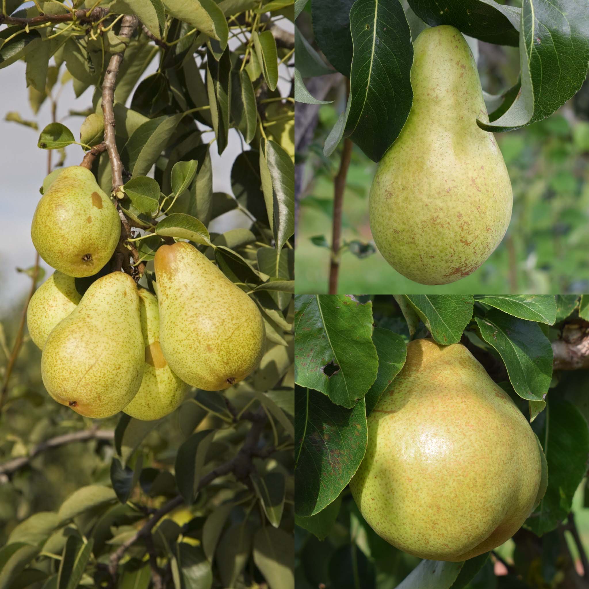 Concorde, Conference, Doyenne du Comice (Family) | Family Pear | Frank ...