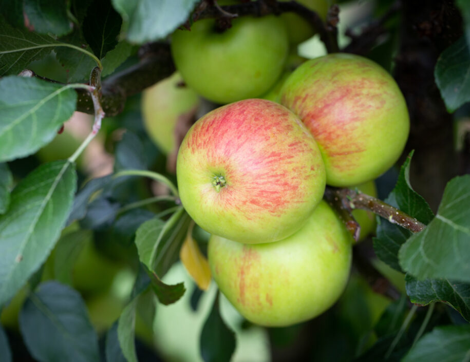 Online Shop | Frank P Matthews | Buy Quality Trees Online