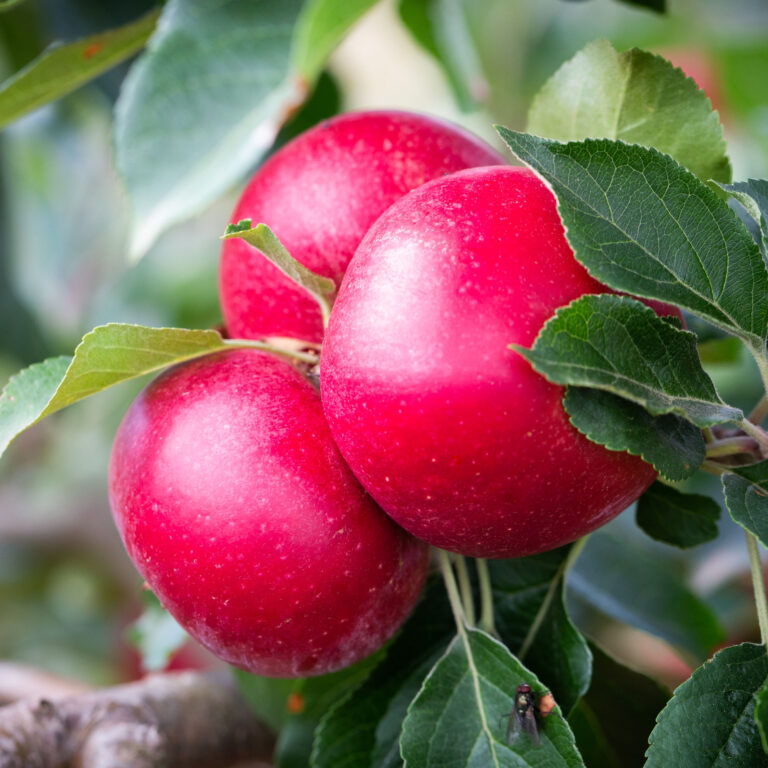 The Best Eating Apple Trees to Grow in the UK | Frank P Matthews Trees