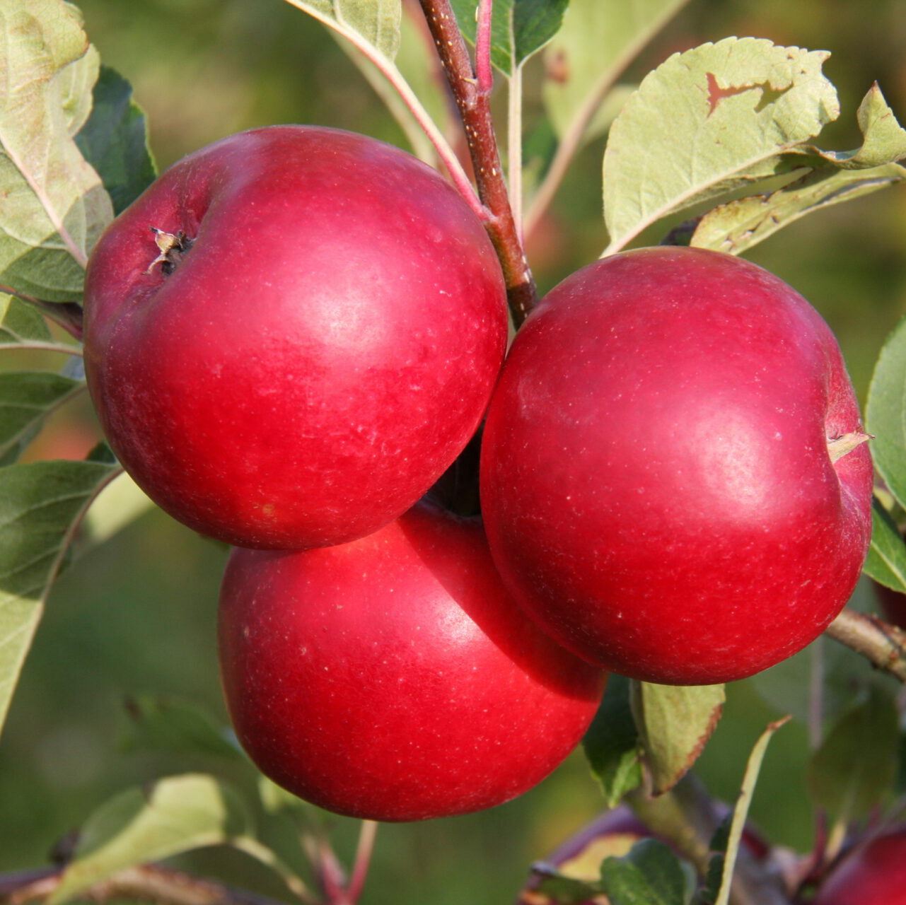 Top Recommended Fruit Trees for Autumn | Frank P Matthews