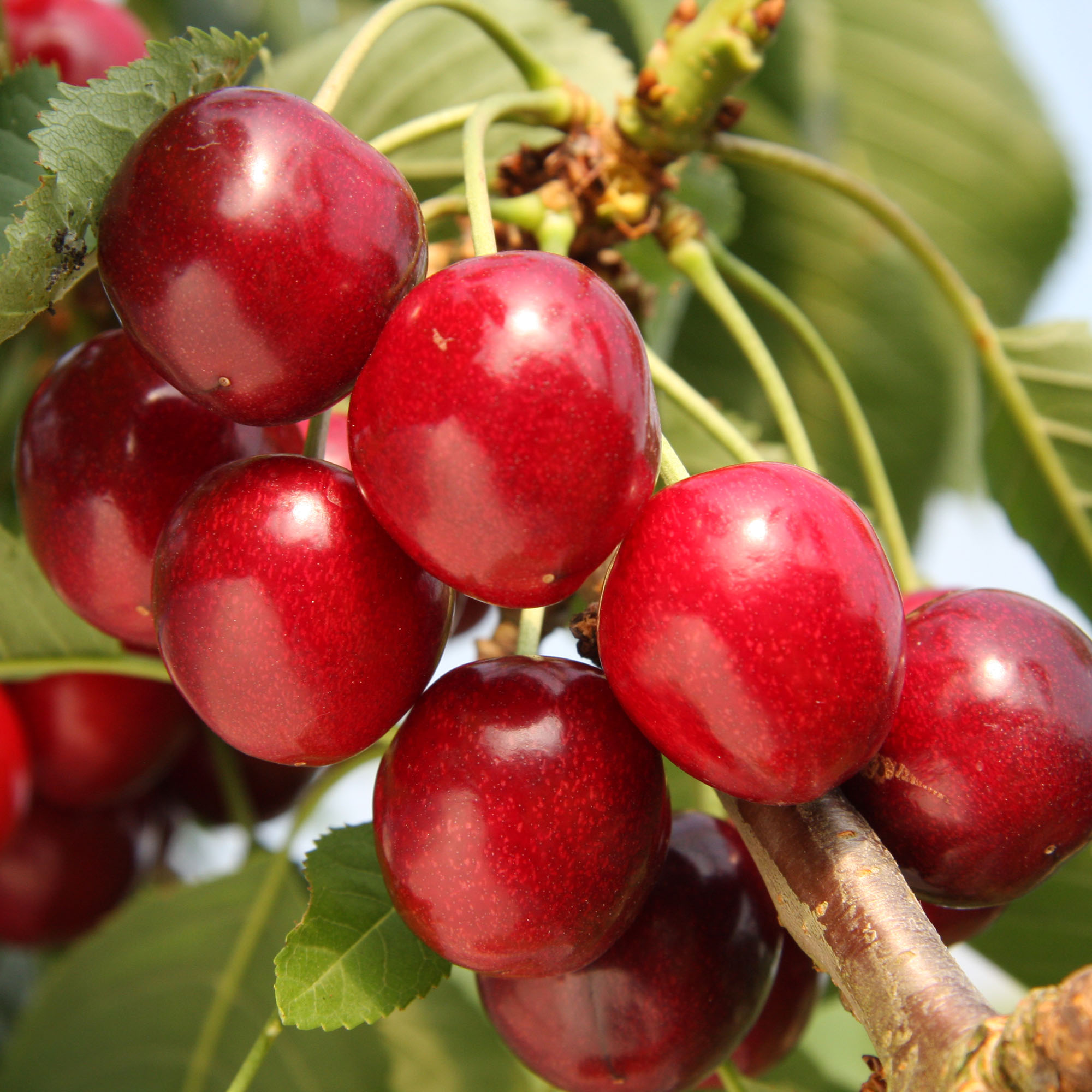 Top Recommended Fruit Trees for Autumn | Frank P Matthews